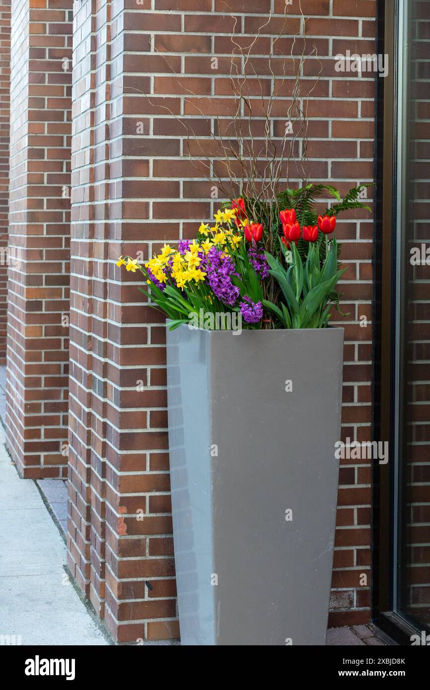 Spring flowers growing in flowerbed near building entrance Stock Photo ...