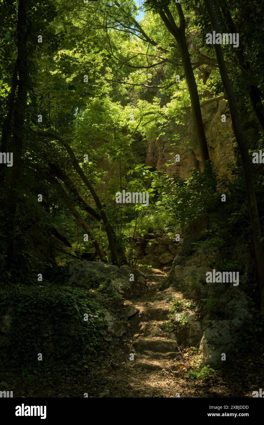 A narrow, shaded forest path surrounded by dense green foliage Stock ...