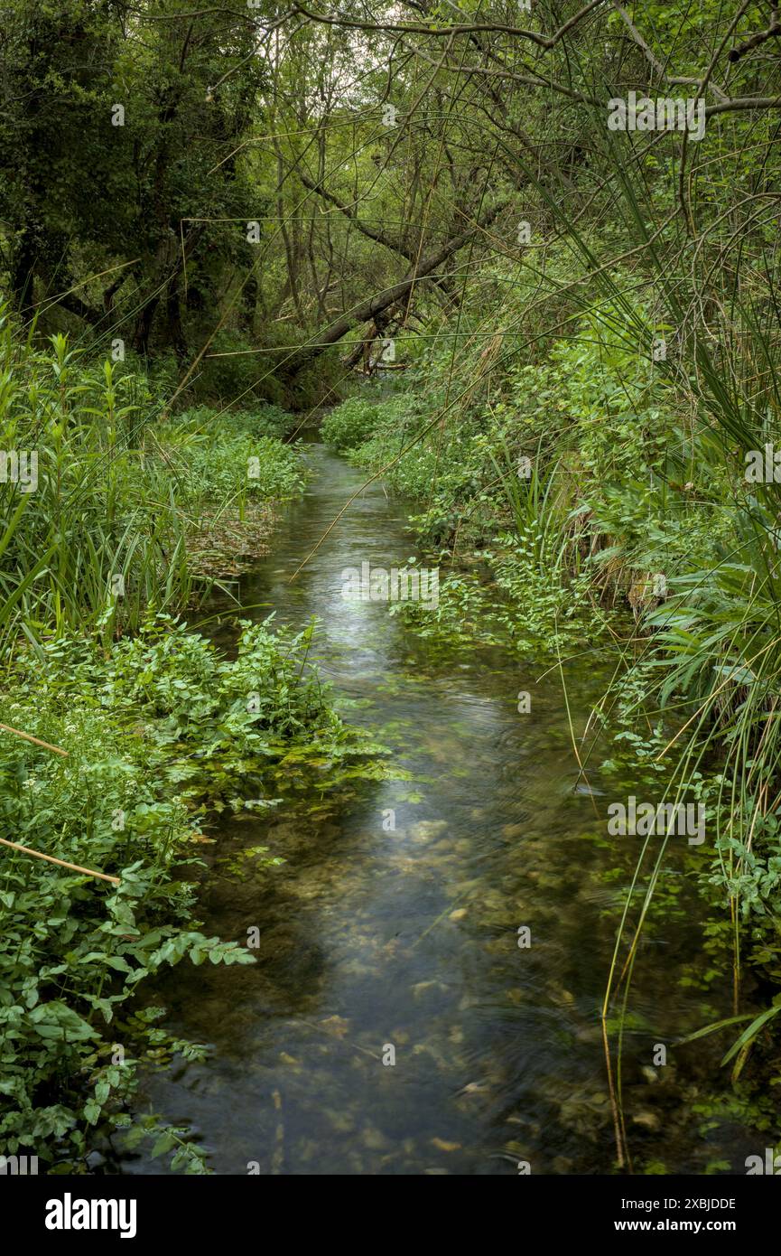 A serene forest stream winds through lush greenery Stock Photo - Alamy