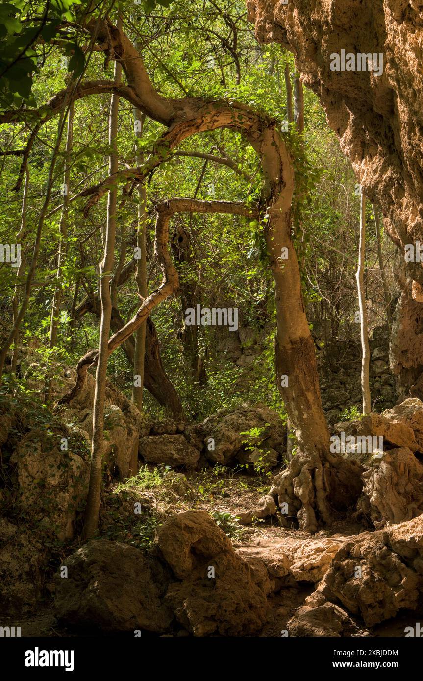 Twisted vines hi-res stock photography and images - Alamy