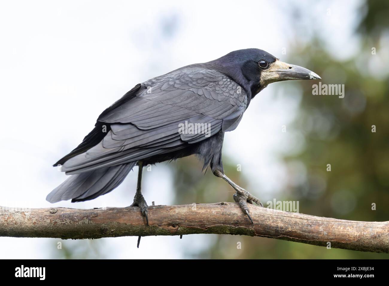 Bird rookeries hi-res stock photography and images - Alamy