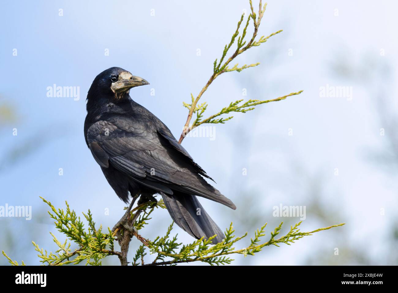 Rook flying uk hi-res stock photography and images - Alamy