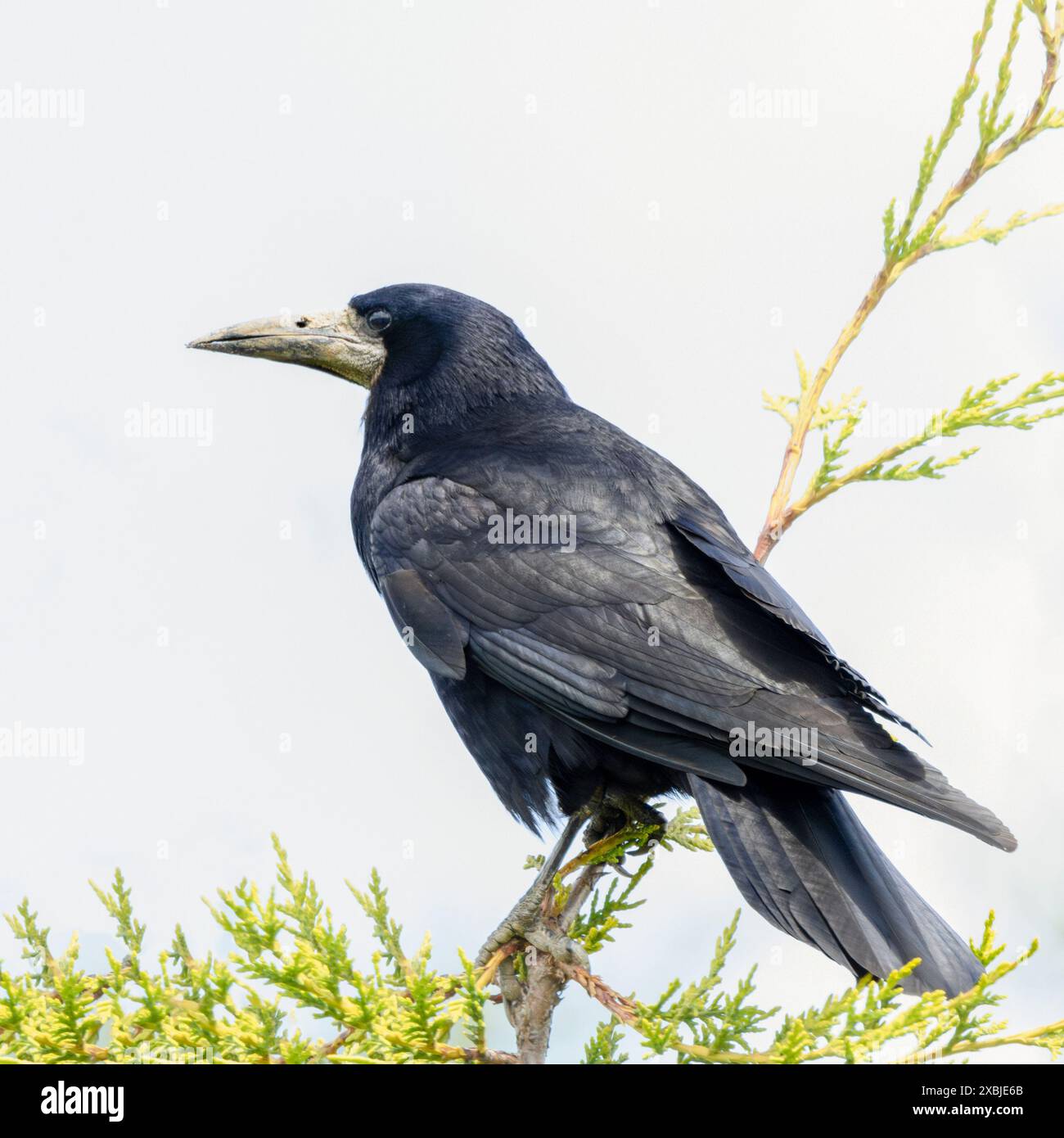 Rook flying uk hi-res stock photography and images - Alamy