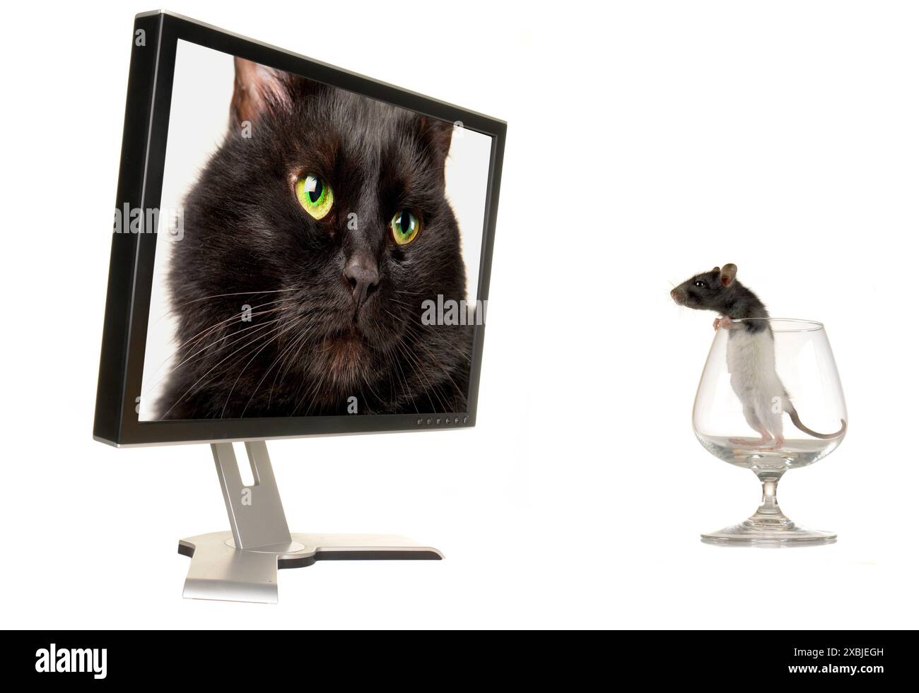 Rat and computer mouse hi-res stock photography and images - Alamy