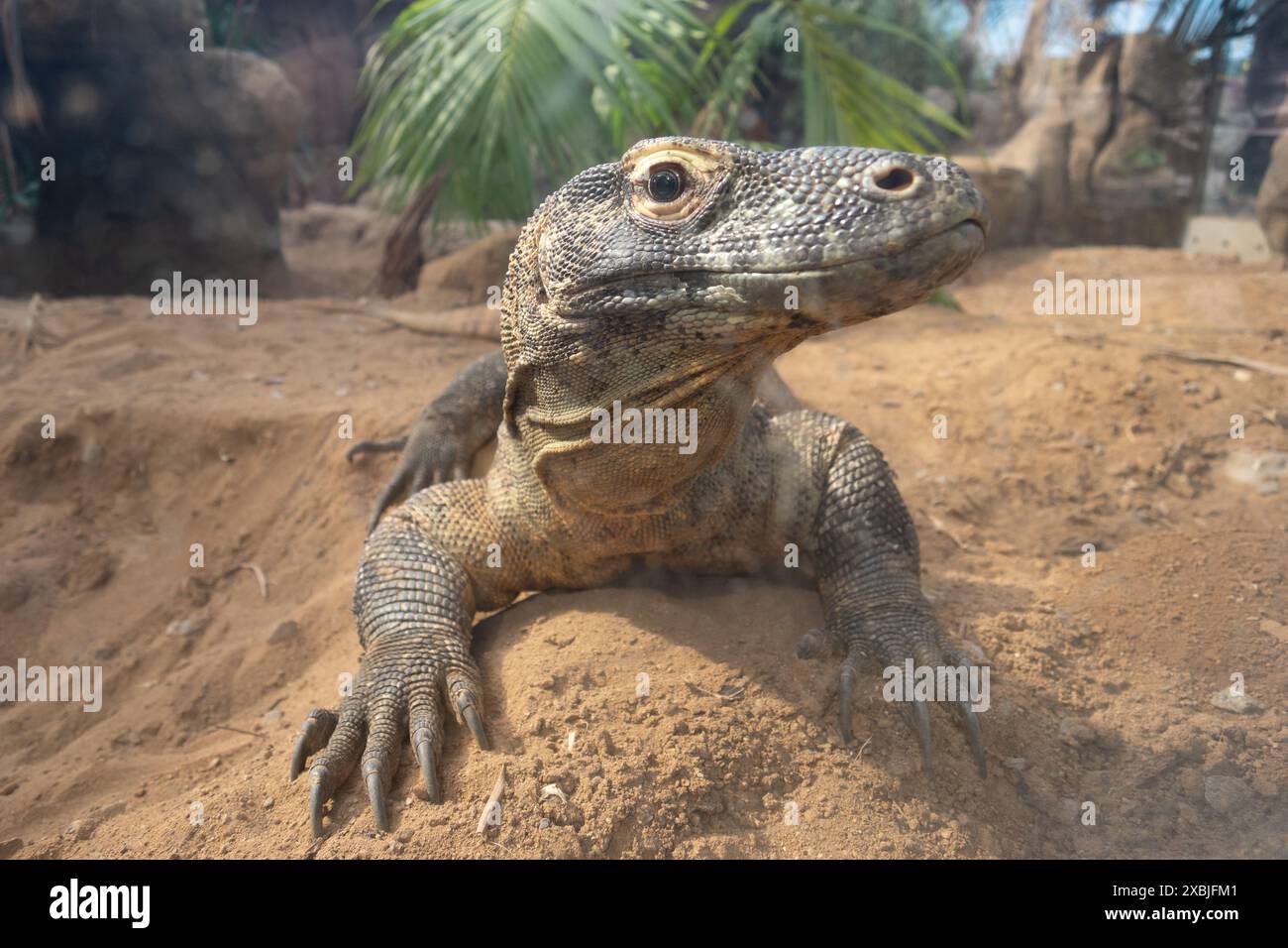 Komodo dragan the largest living lizard Stock Photo - Alamy