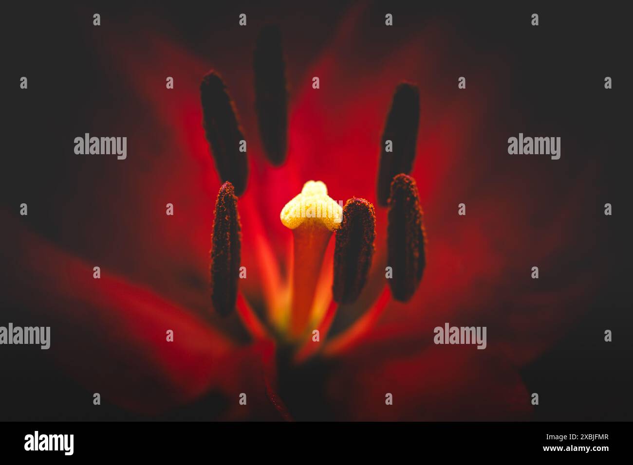 Macro photography of a vibrant crimson flower to use as a background ...