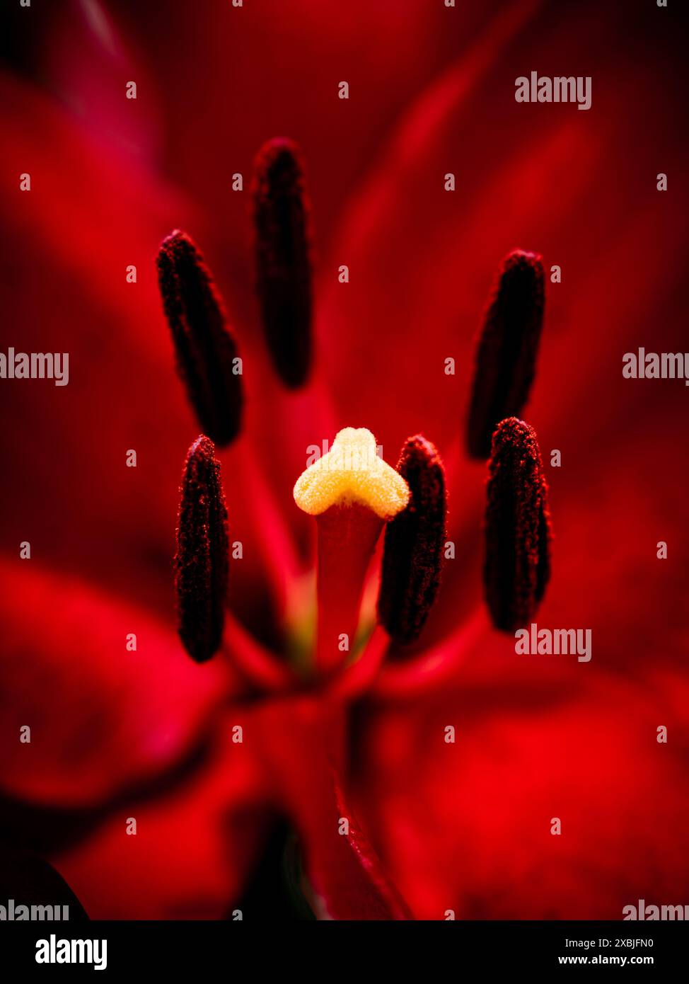 Macro photography of a vibrant crimson flower. Close-up of a red Lilium ...