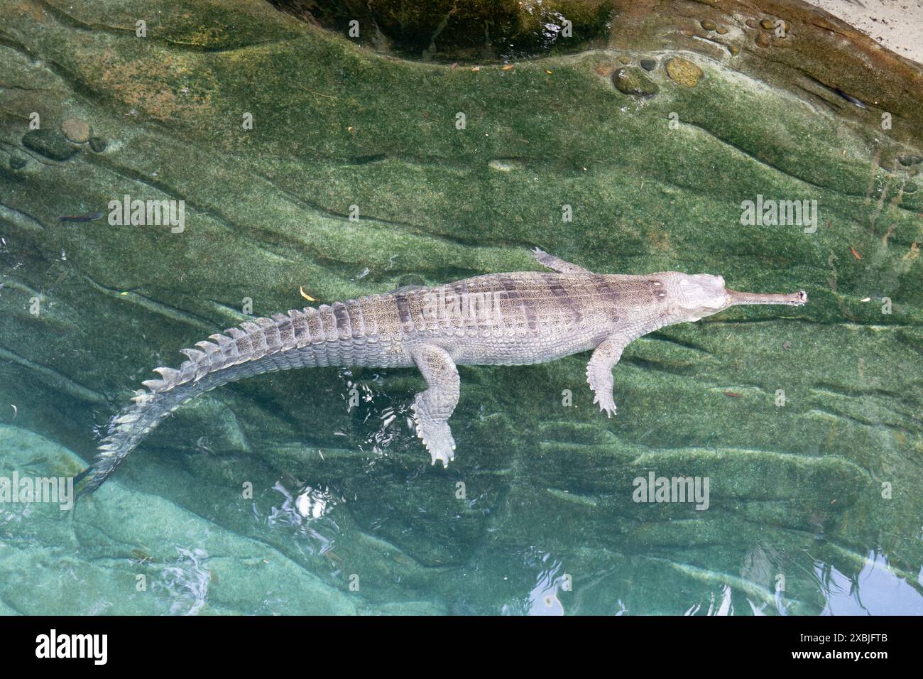 Gharial a fish-eating crocodile, native home is Nepal and northern ...