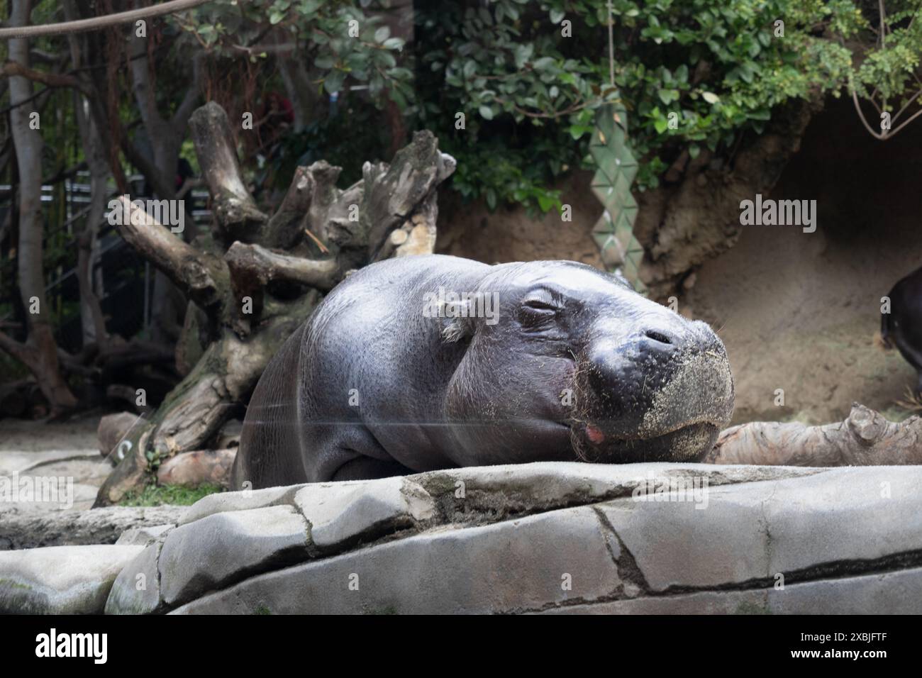 Pygmy hippopotamus native to the forests and swamps of West Africa ...