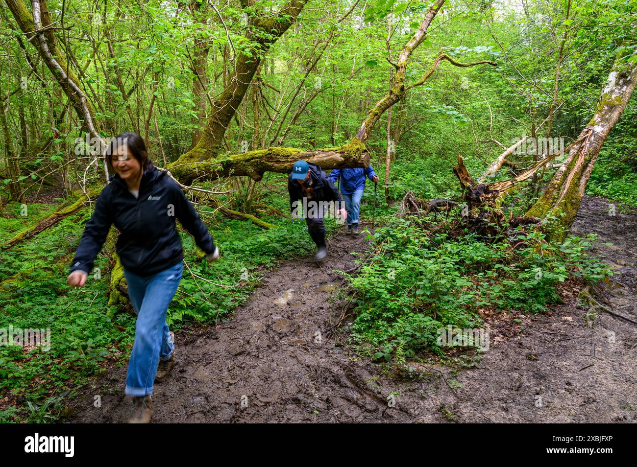 Canopy traverse hi-res stock photography and images - Alamy