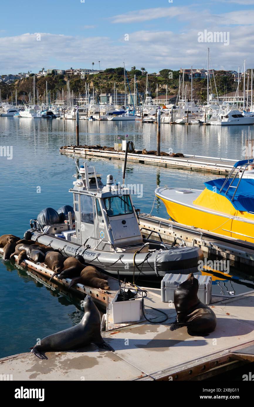 Seals on dock lying all around the wildlife wardens boat Dana Point ...