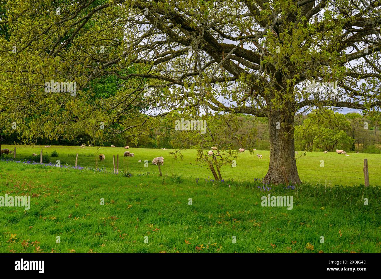 Pasture with oak tree and wire fence with sheep grazing and woodland in ...