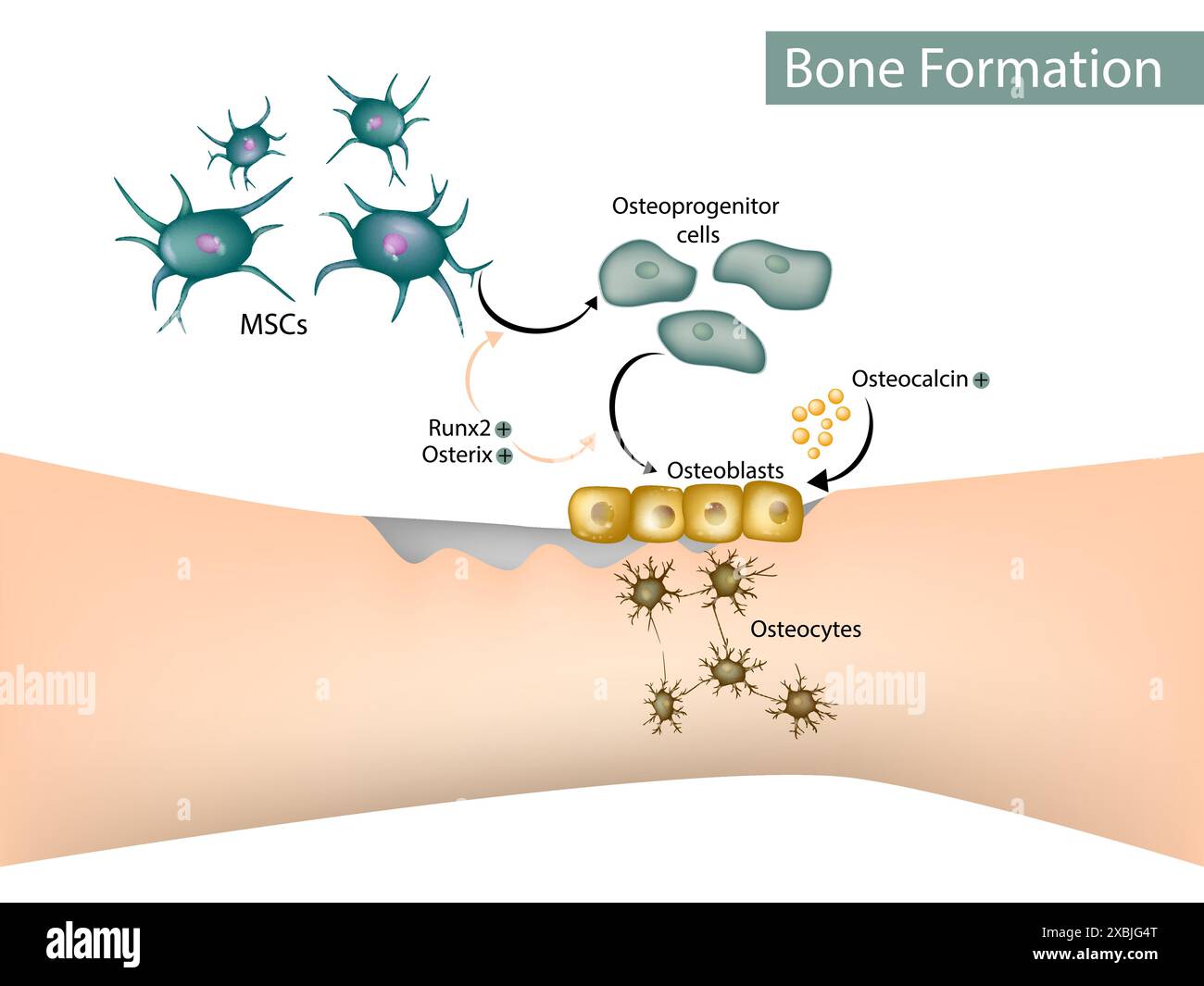 Osteoprogenitor hi-res stock photography and images - Alamy