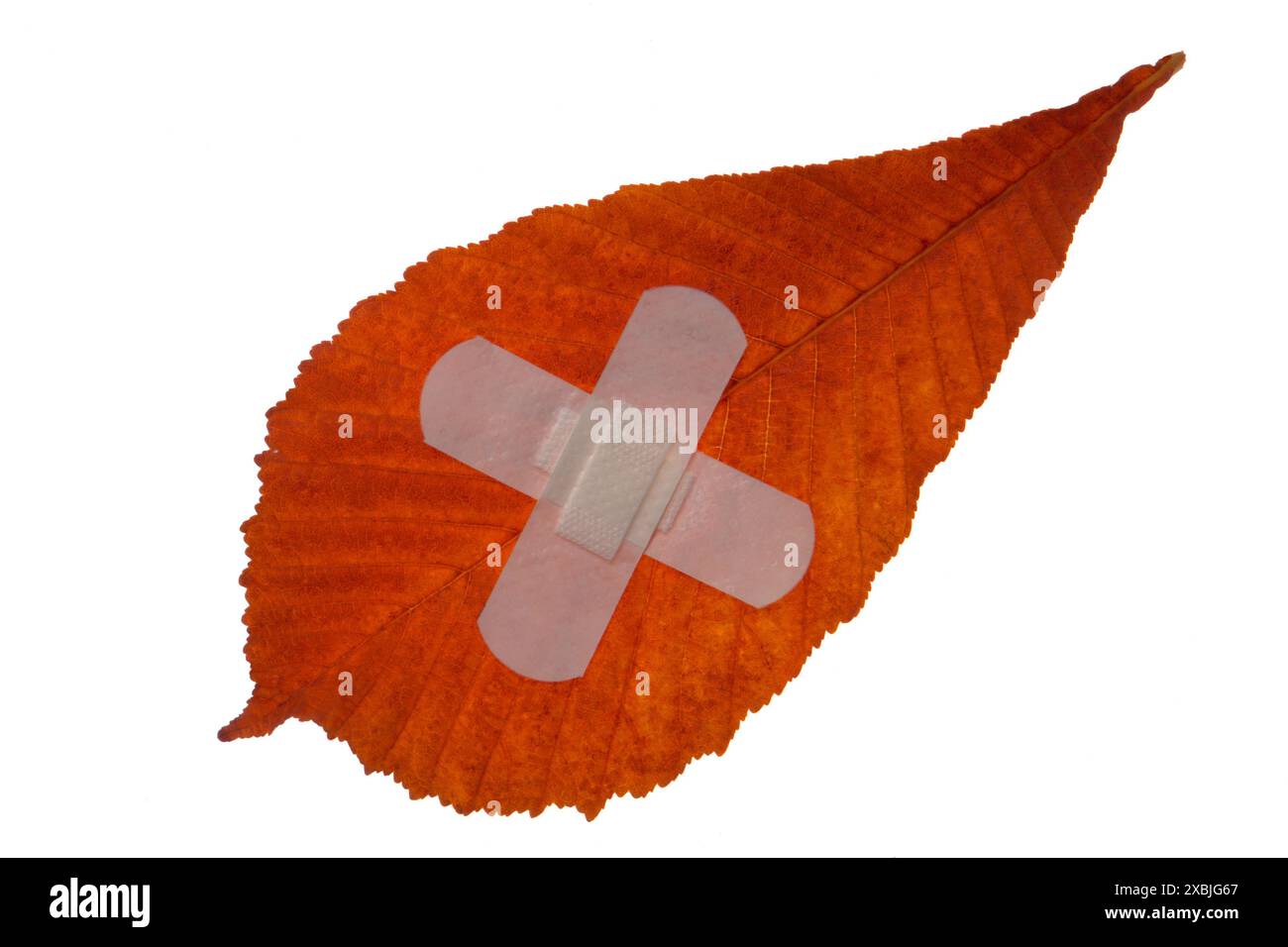 Baby red leaf Cut Out Stock Images & Pictures - Alamy