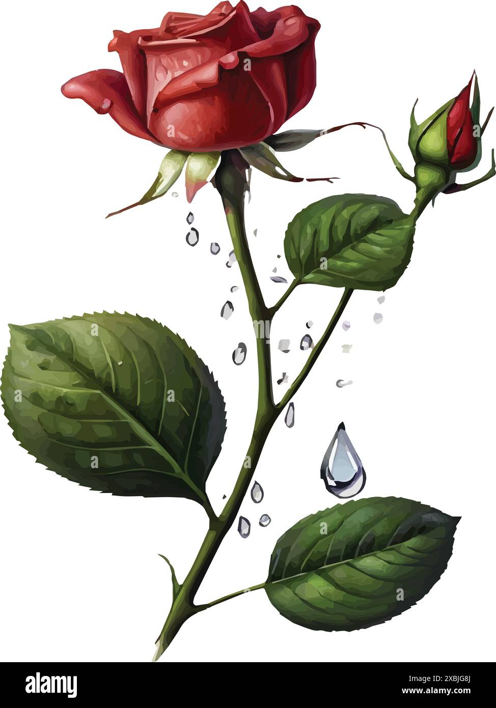 Rose with dew Stock Vector Images - Alamy