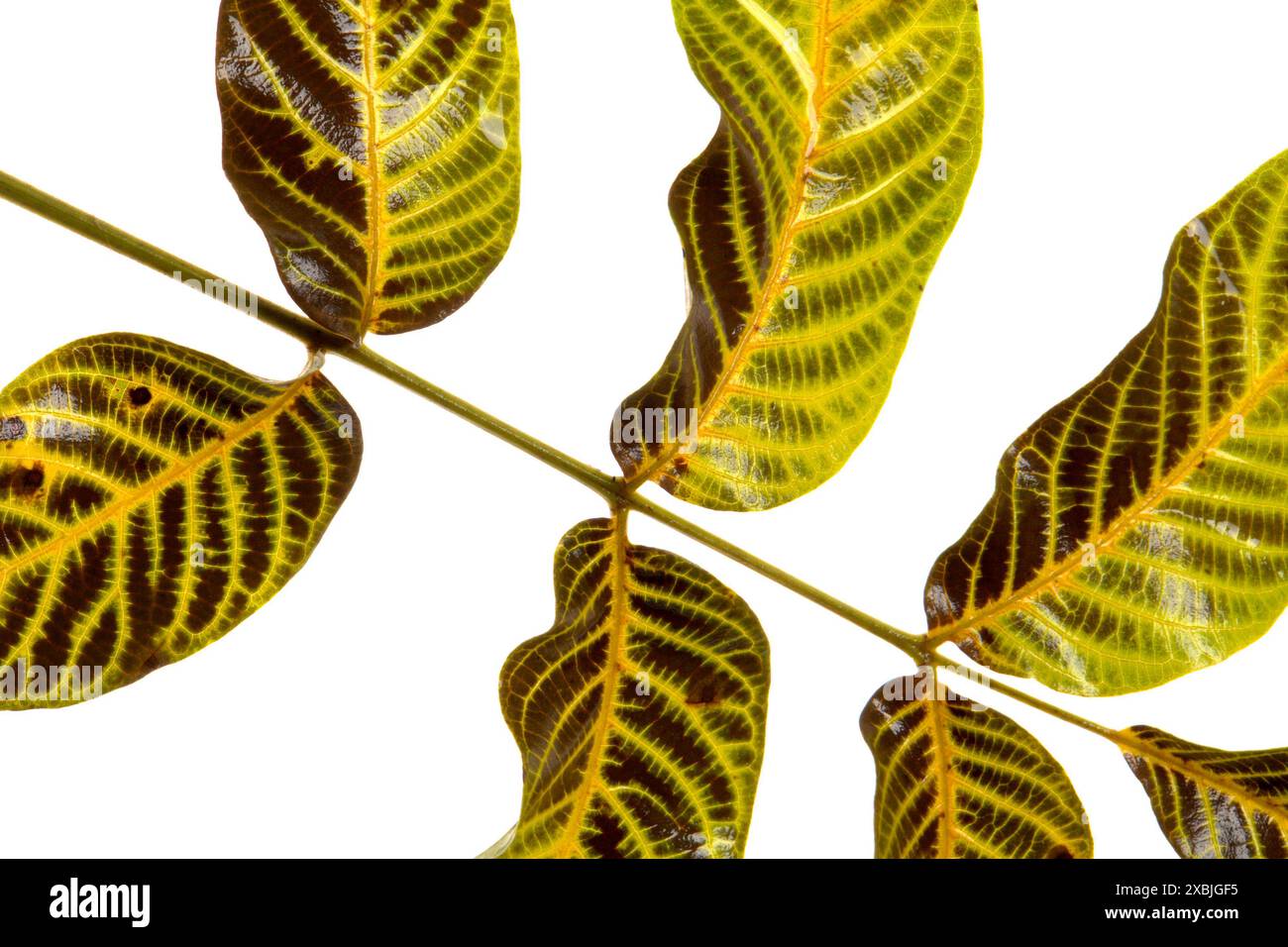 Nut leaf on a white background Stock Photo - Alamy