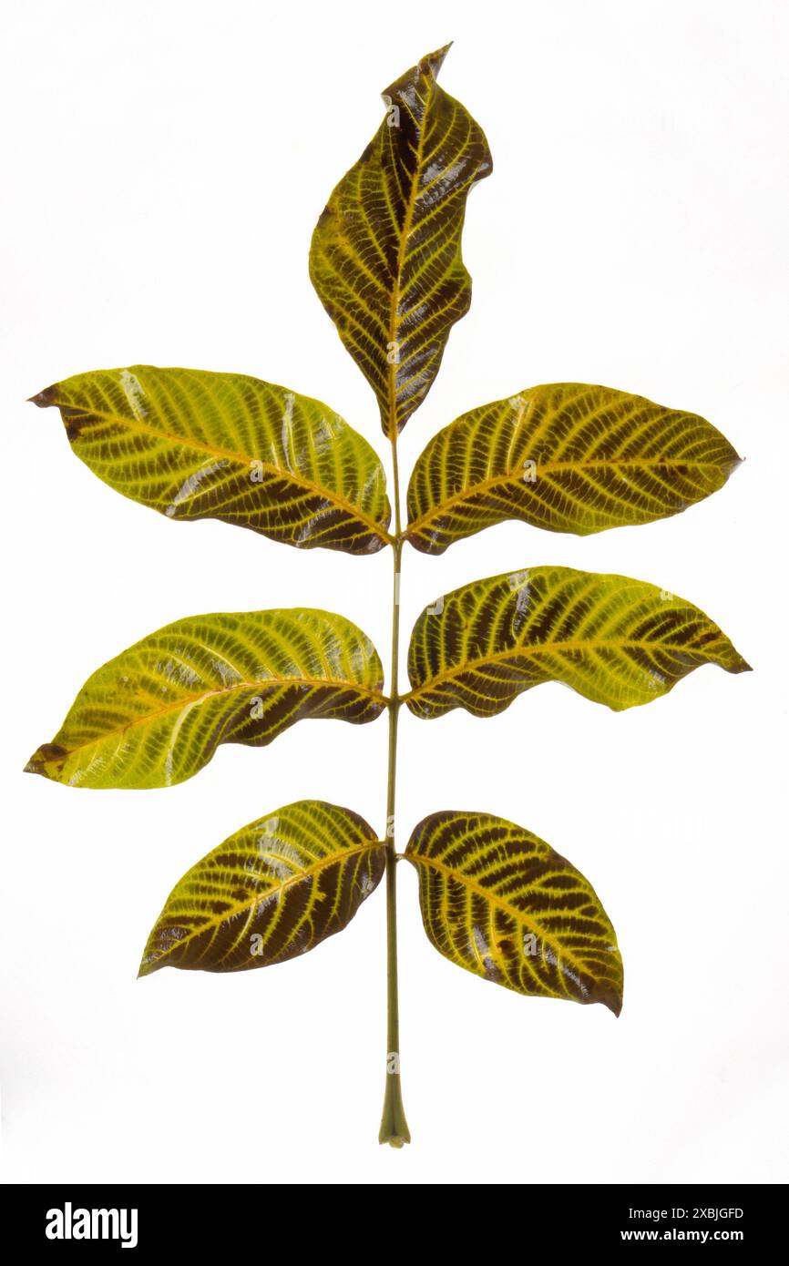 Nut leaf on a white background Stock Photo - Alamy