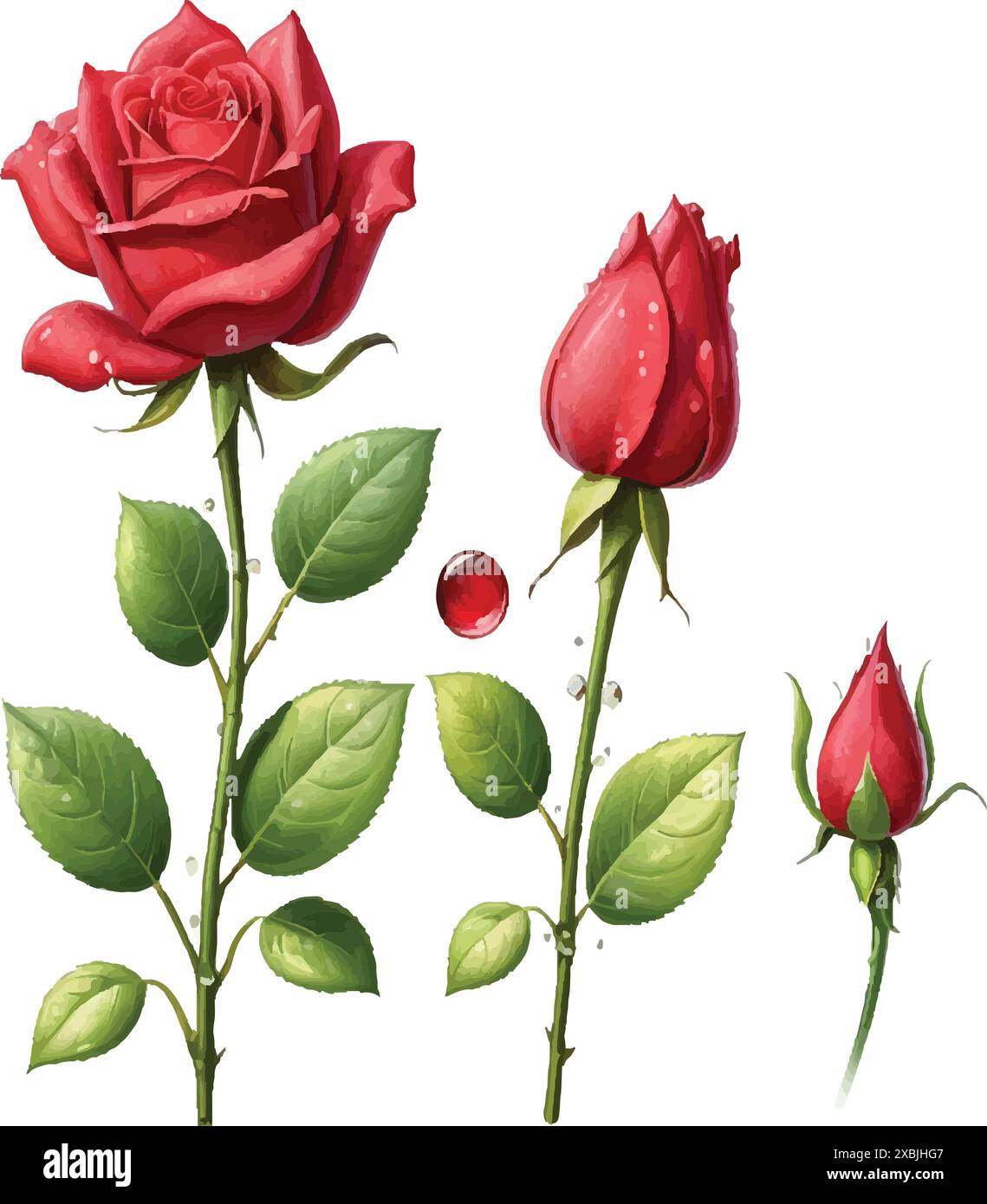 Rose with dew Stock Vector Images - Alamy