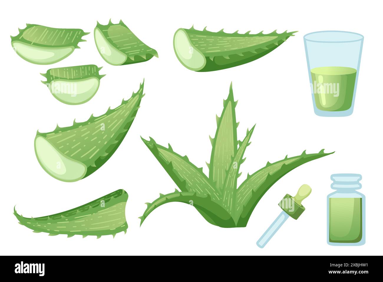 Aloe vera plant with flowing green aloe juice vector illustration ...