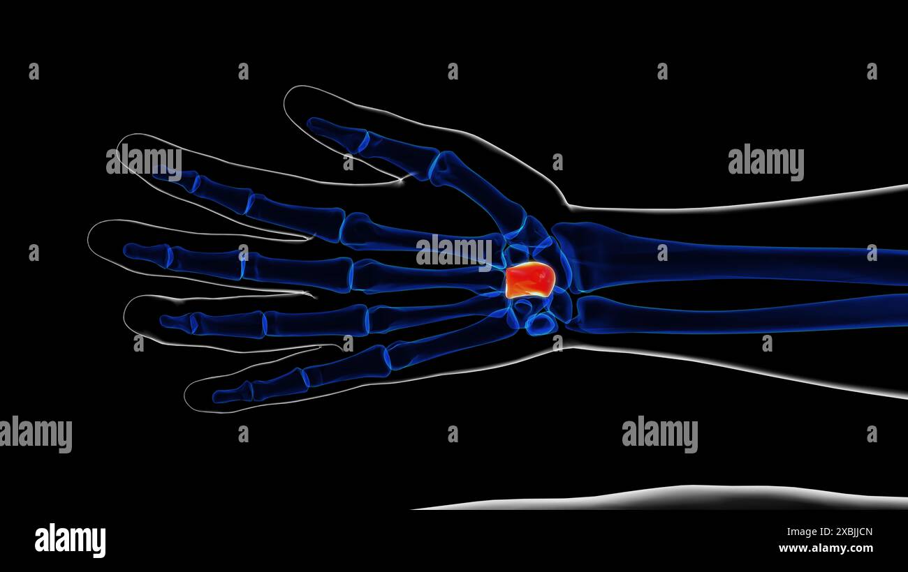 Human skeleton capitate bone anatomy 3D Illustration Stock Photo - Alamy