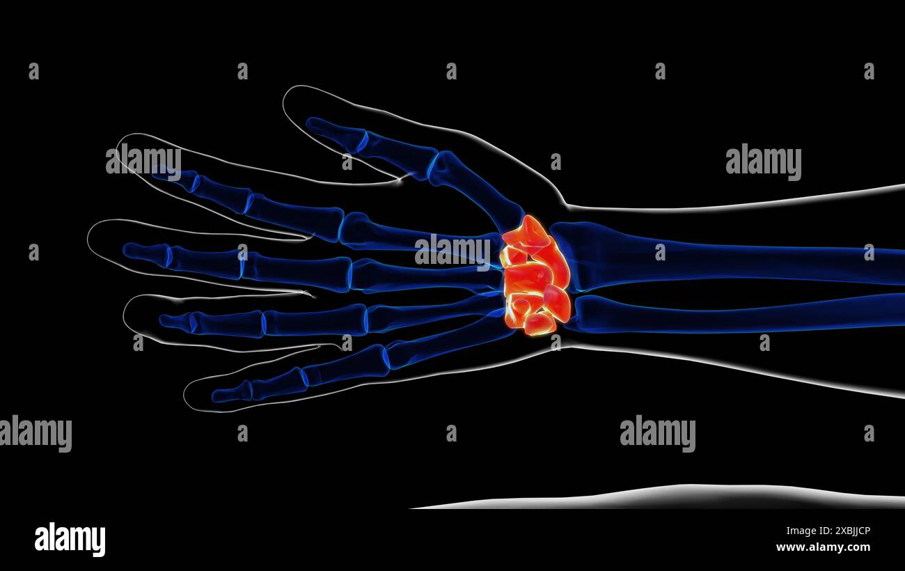 Human skeleton hand wrist carpals bone anatomy for medical concept 3D ...