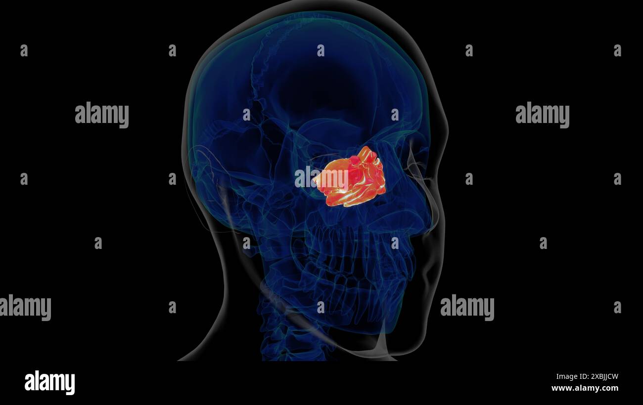 Human skeleton ethmoid bone anatomy for medical concept 3D illustration ...