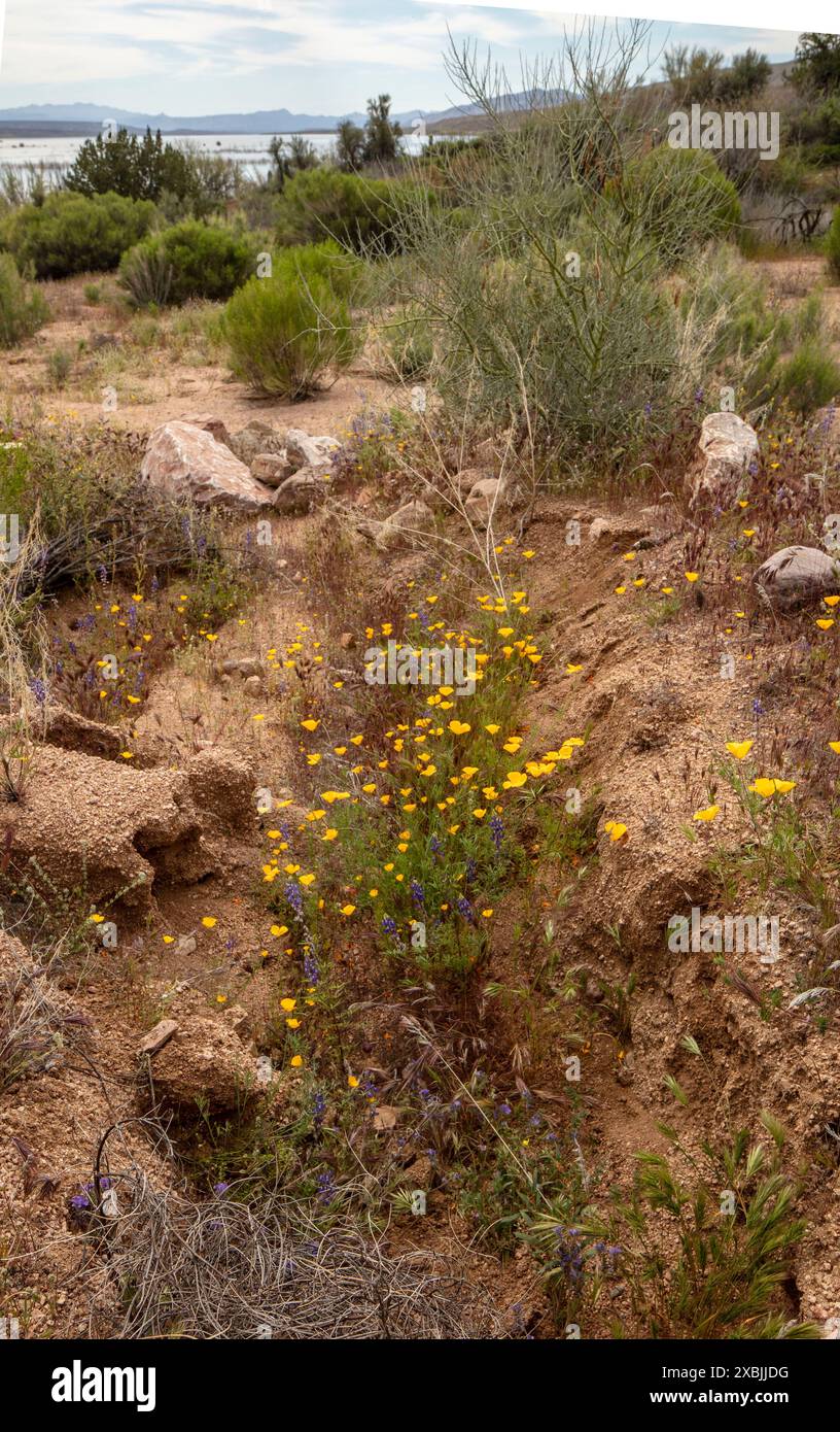 Intimate Sonoran wildflower landscape along highway 77 (Globe to Tucson ...