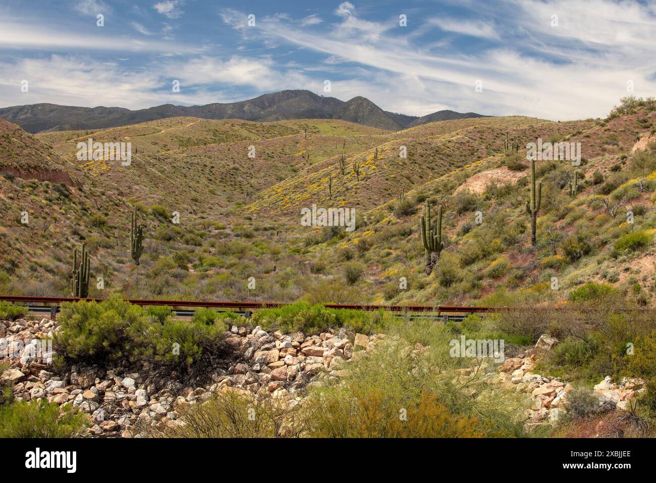 Intimate Sonoran wildflower landscape along highway 77 (Globe to Tucson ...