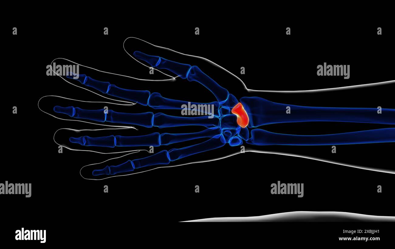 Human skeleton scaphoid bone anatomy 3D illustration Stock Photo - Alamy
