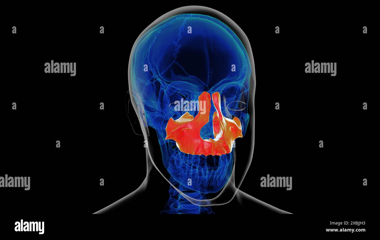 Human skeleton skull maxilla bone anatomy for medical concept 3D ...