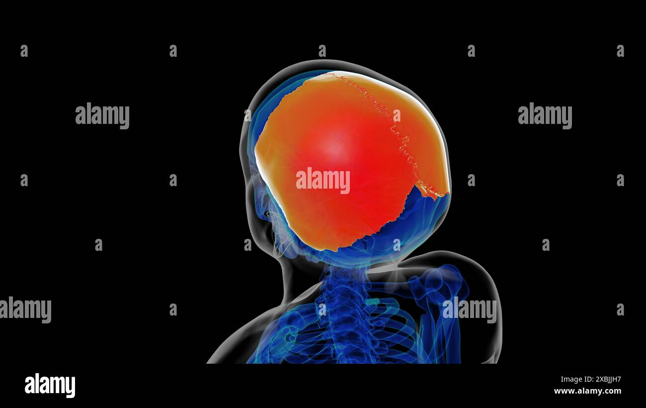 Human skeleton skull parietal bone anatomy for medical concept 3D ...
