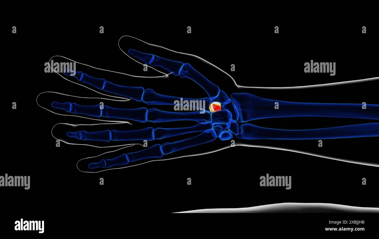 Human skeleton trapezoid bone anatomy 3D illustration Stock Photo - Alamy