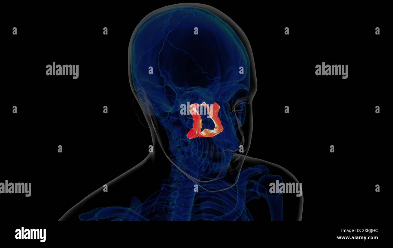 Human skeleton palatine bone anatomy 3D illustration Stock Photo - Alamy