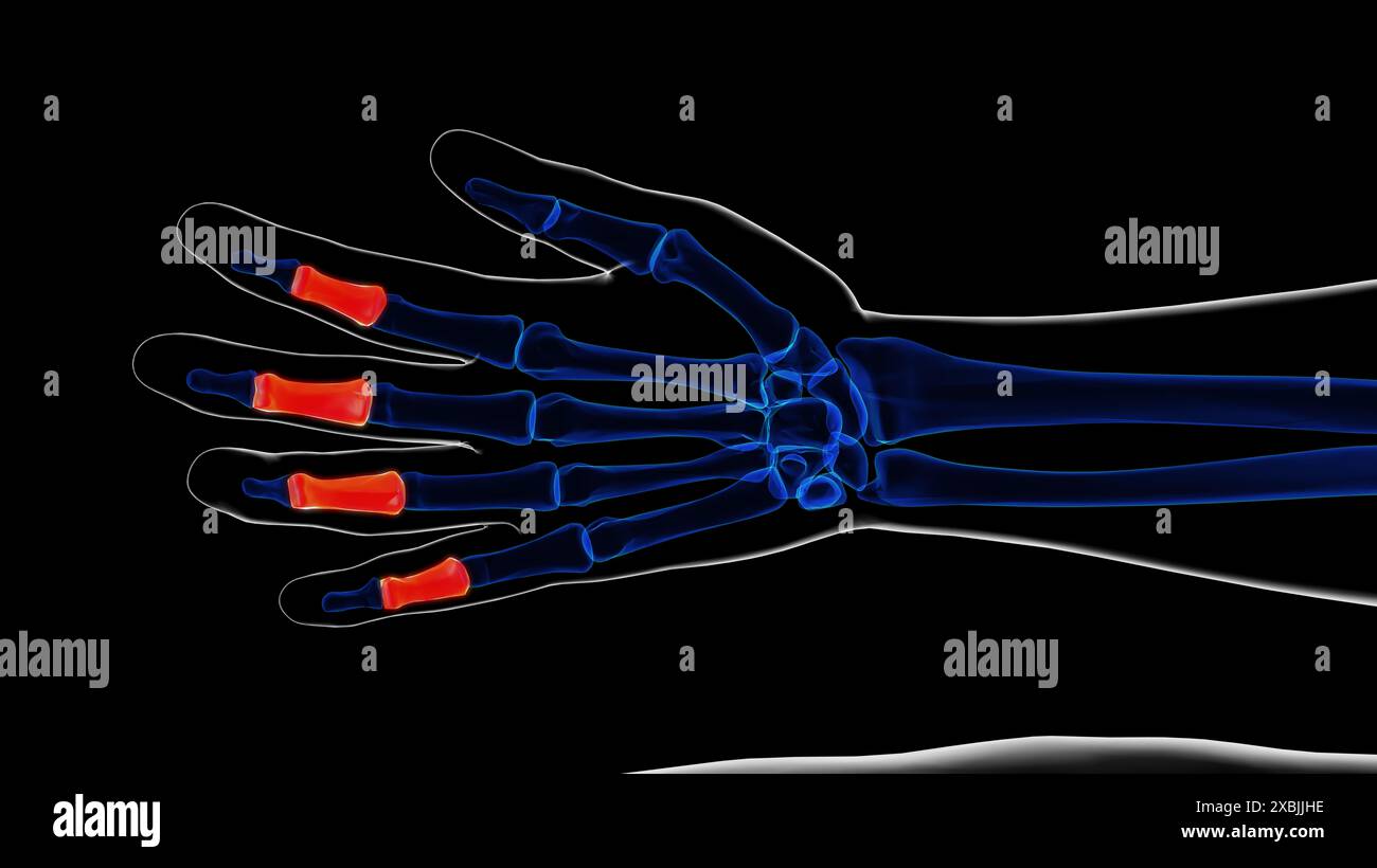 Human skeleton Intermediate phalanges anatomy 3D illustration Stock ...