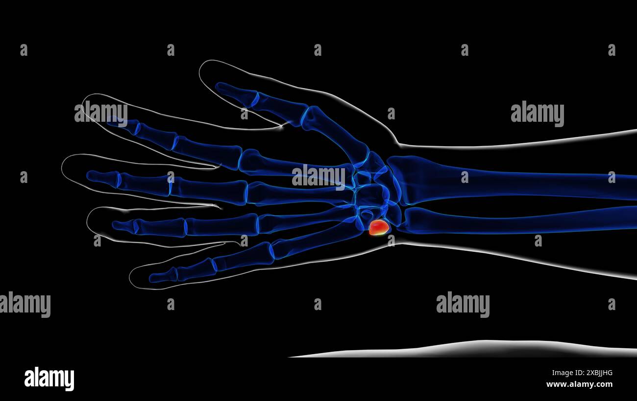 Human skeleton pisiform bone anatomy 3D illustration Stock Photo - Alamy