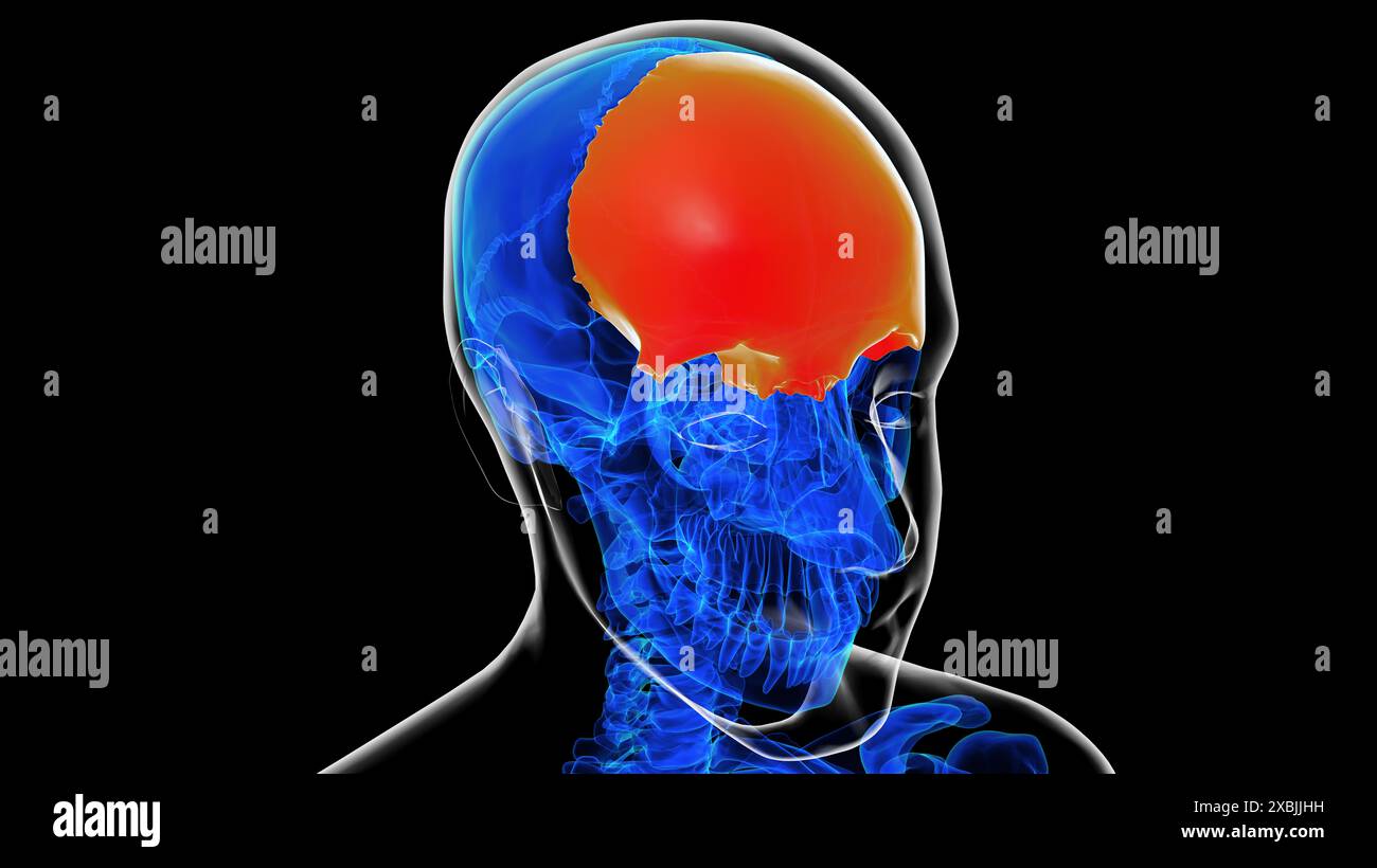 Human skeleton skull frontal bone anatomy for medical concept 3D ...