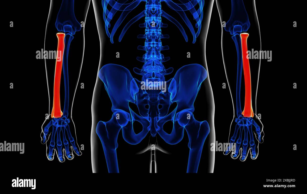 Human skeleton anatomy radius bone 3D illustration for medical concept ...