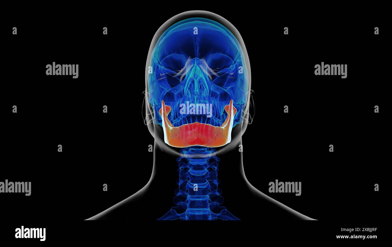 Human skeleton skull mandible bone anatomy for medical concept 3D ...