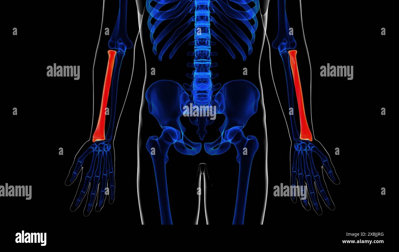 Human skeleton anatomy radius bone 3D illustration for medical concept ...