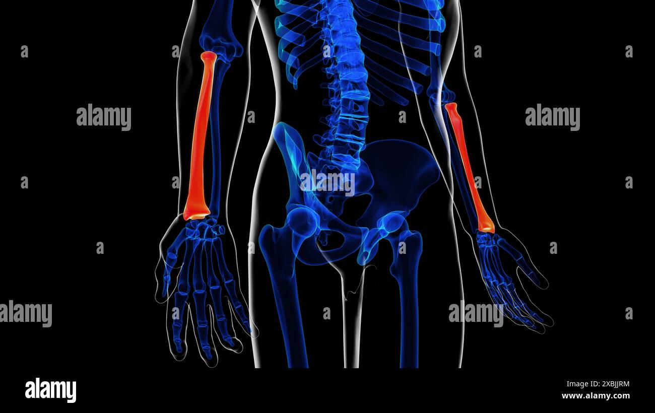 Human skeleton anatomy radius bone 3D illustration for medical concept ...