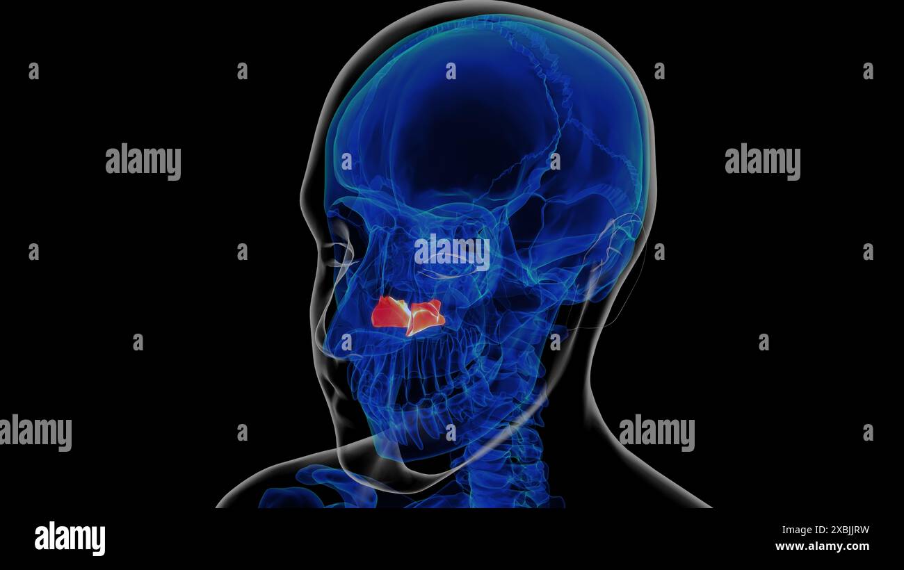 Inferior nasal concha hi-res stock photography and images - Alamy
