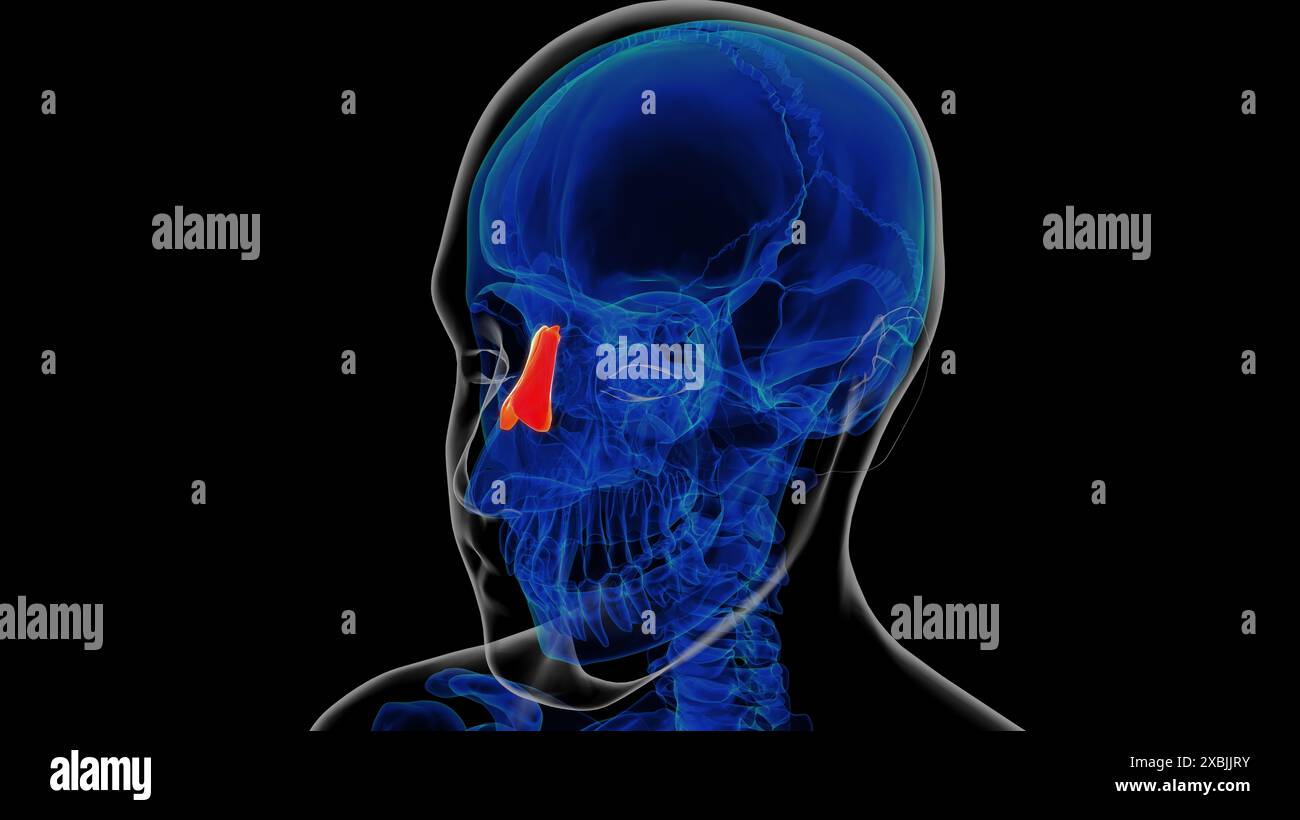 Human skeleton nasal bone anatomy 3D illustration Stock Photo - Alamy