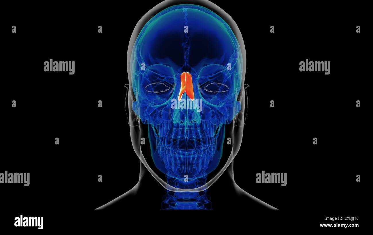 Human skeleton nasal bone anatomy 3D illustration Stock Photo - Alamy
