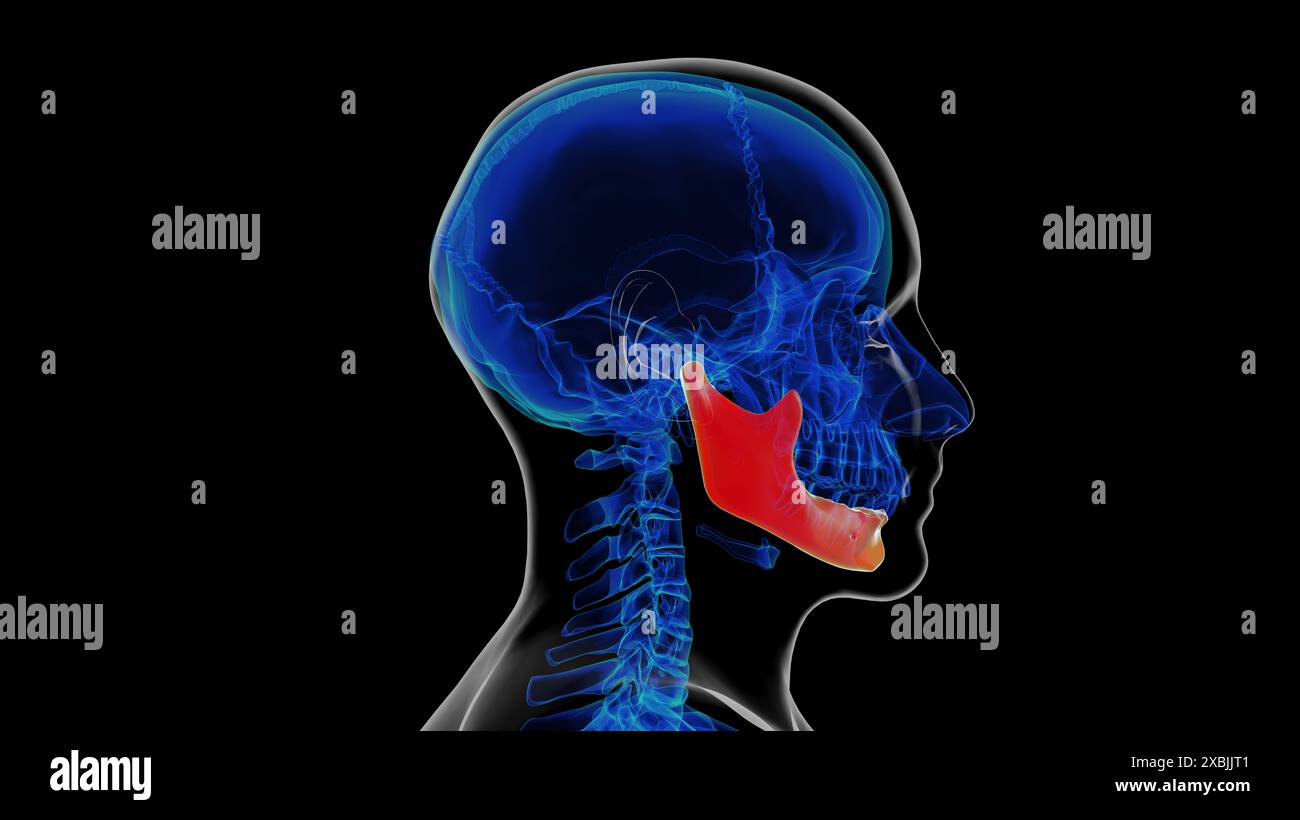 Human skeleton skull mandible bone anatomy for medical concept 3D ...