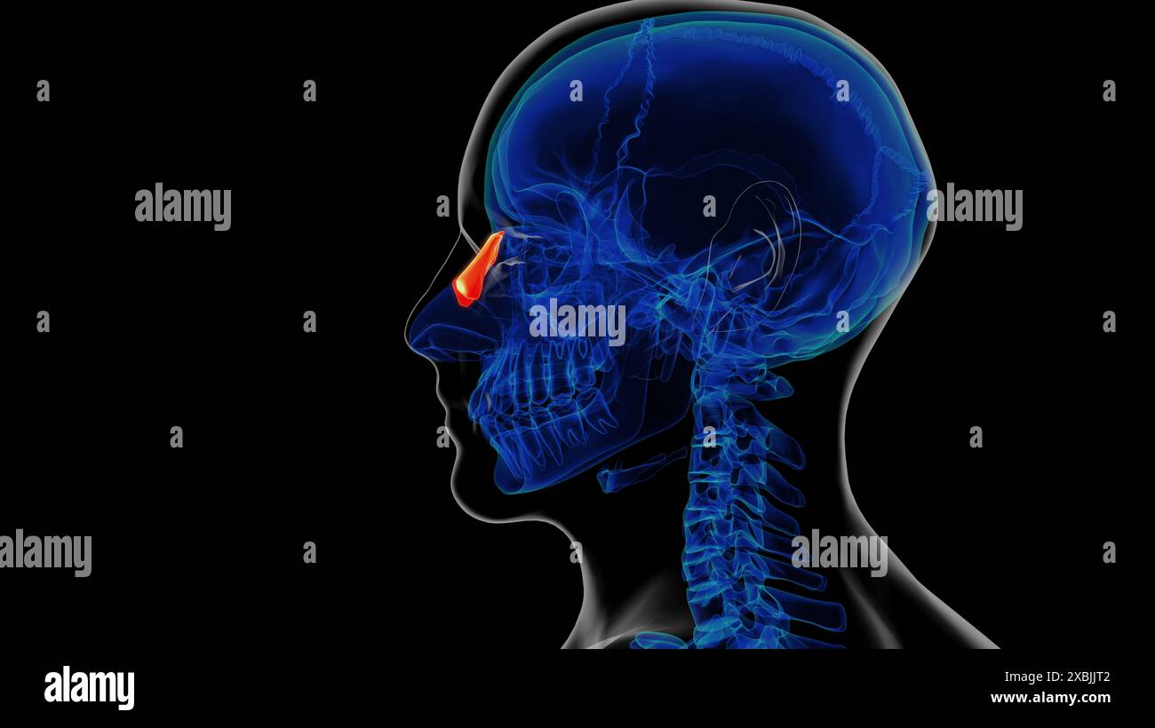 Human skeleton nasal bone anatomy 3D illustration Stock Photo - Alamy