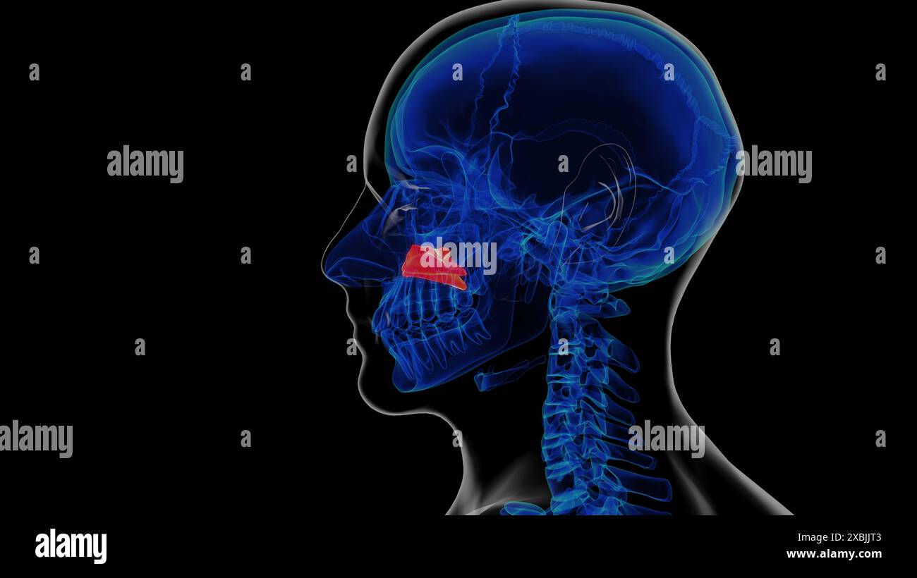 Human skeleton inferior nasal concha anatomy 3D illustration Stock ...
