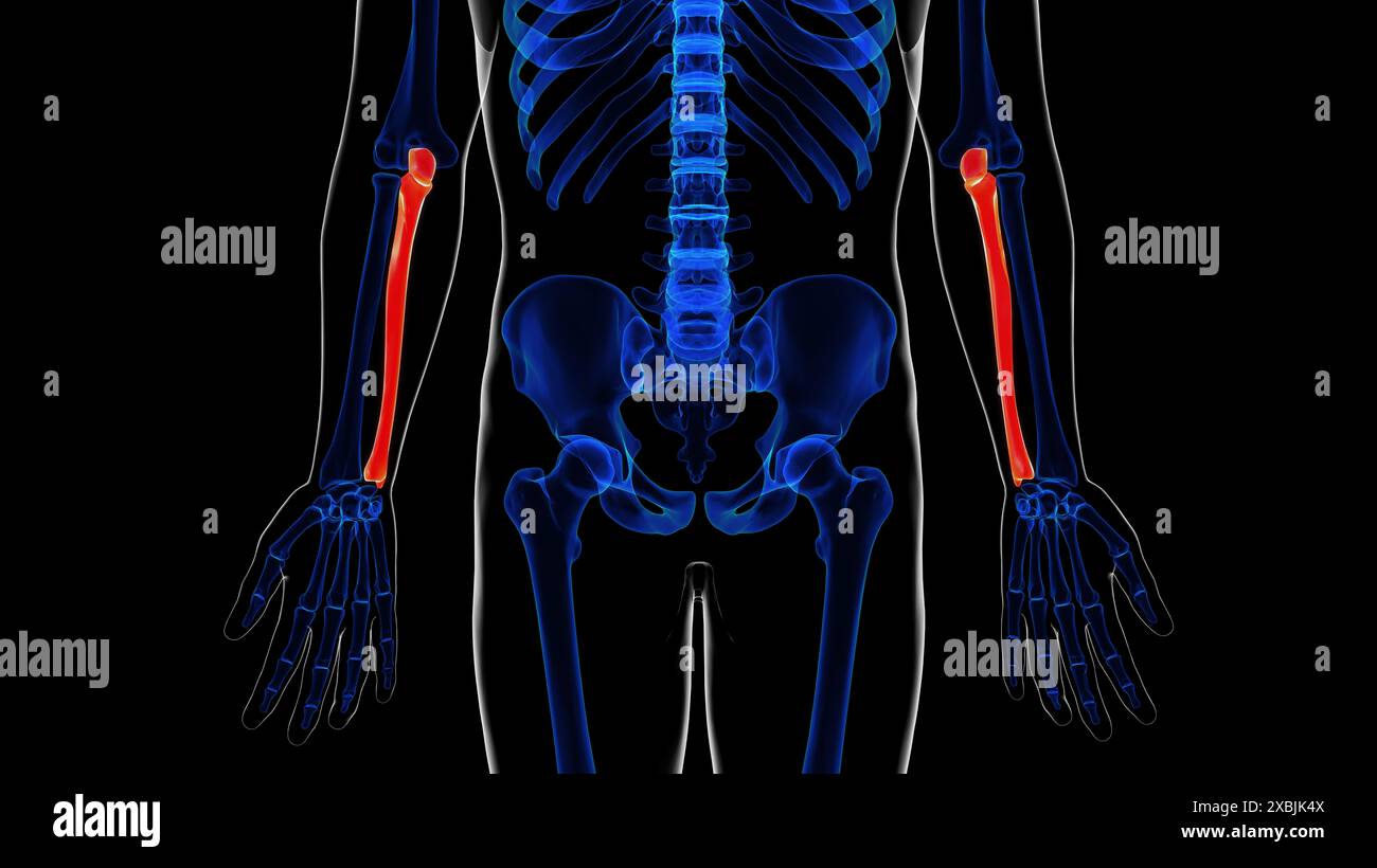 Human skeleton ulna bone anatomy for medical concept 3D illustration ...