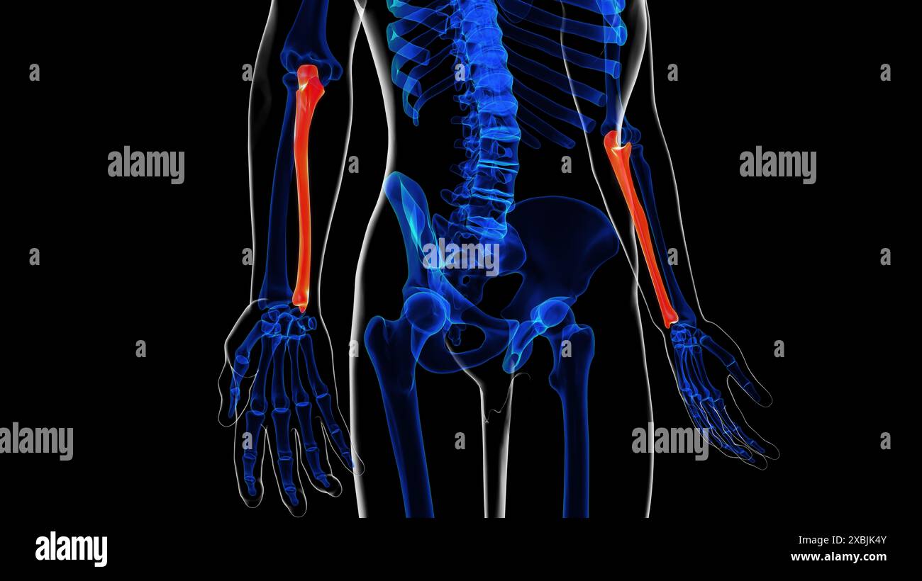 Human skeleton ulna bone anatomy for medical concept 3D illustration ...
