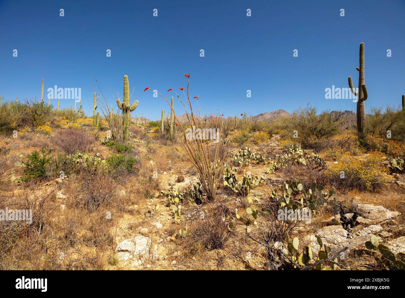 Majestic Saguaro, Saˈɣwaɾo, Carnegiea Gigantea, standing in glorious ...