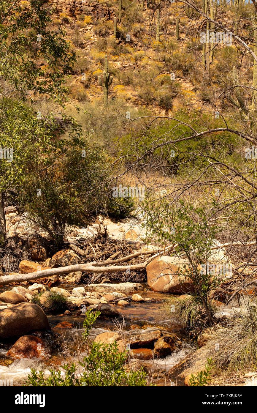 Eye- wateringly beautiful Sonoran desert scenery under spring arizona ...